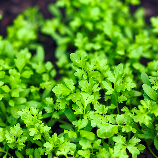 Watercress Groleau (Lepidium sativum) | Terre promise
